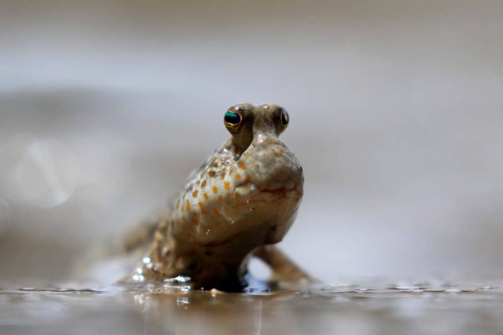 This Fish Walks on Land and Breathes Through Its Skin - A-Z Animals