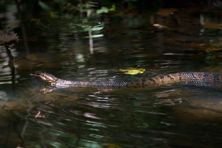 Are Water Moccasins Venomous? The Truth About This Snake - A-Z Animals