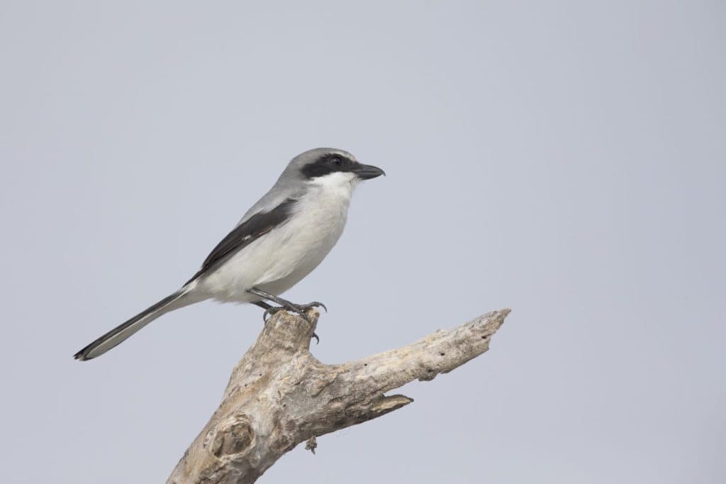 Meet the Shrike: The Butcher Bird That Impales Its Prey on Sharp ...