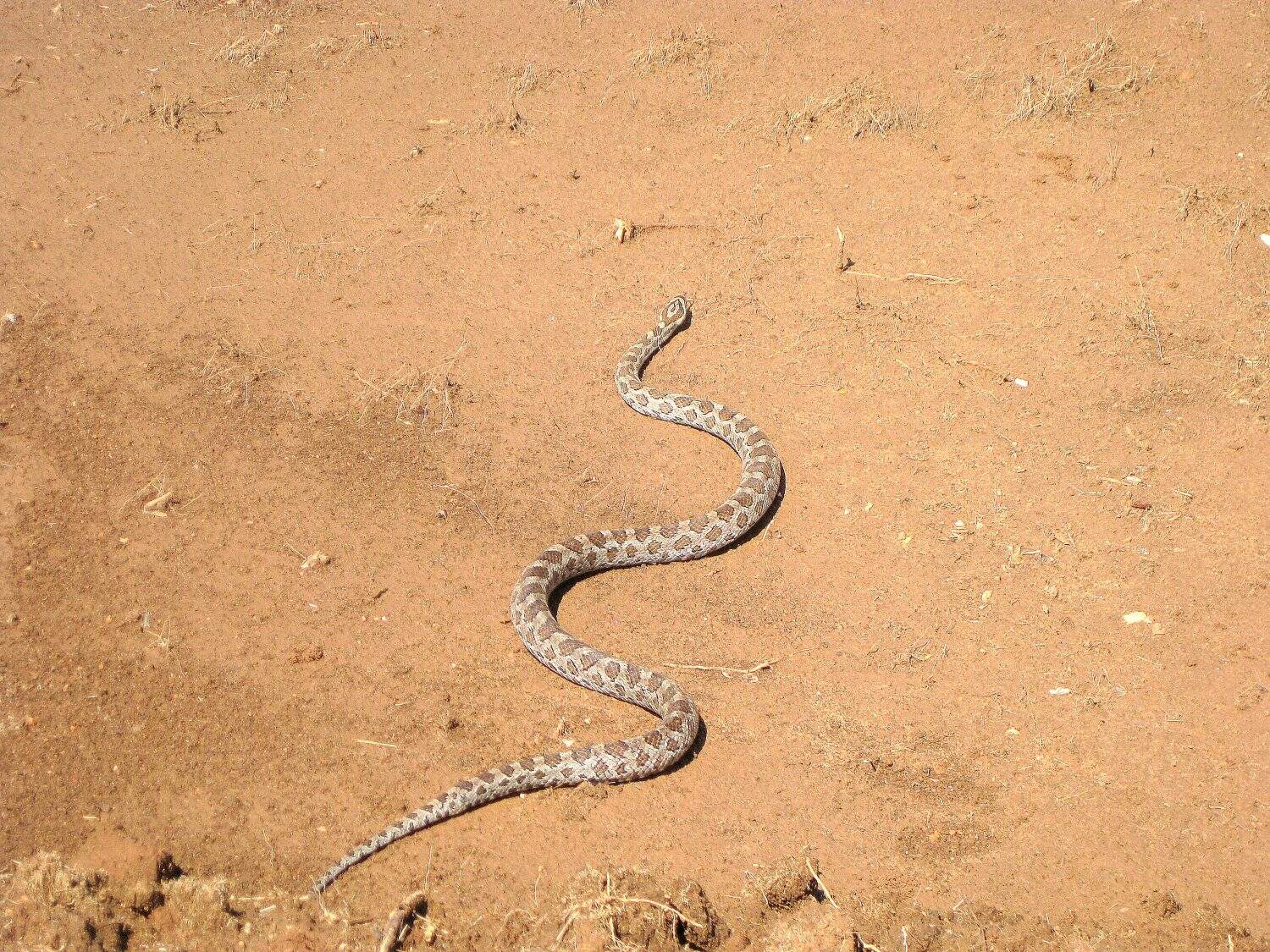 These Massive Texas Snakes Can Grow Over 8 Feet Long - A-Z Animals