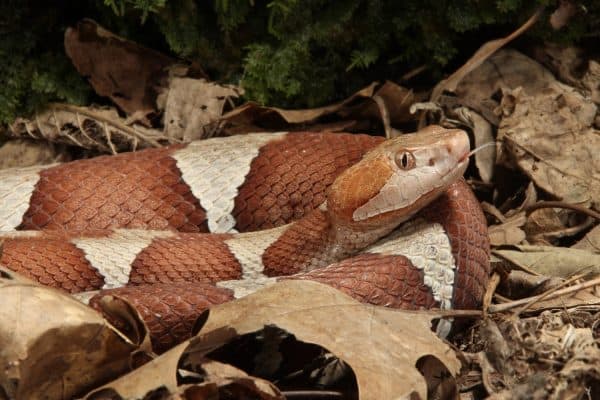 Why Snakes Bite and How Their Speed Makes Them So Dangerous - A-Z Animals