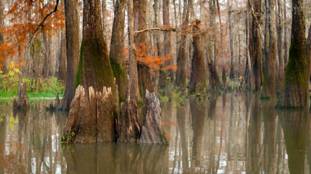 Inside the Big Thicket, Texas’s Biodiversity Hotspot - A-Z Animals