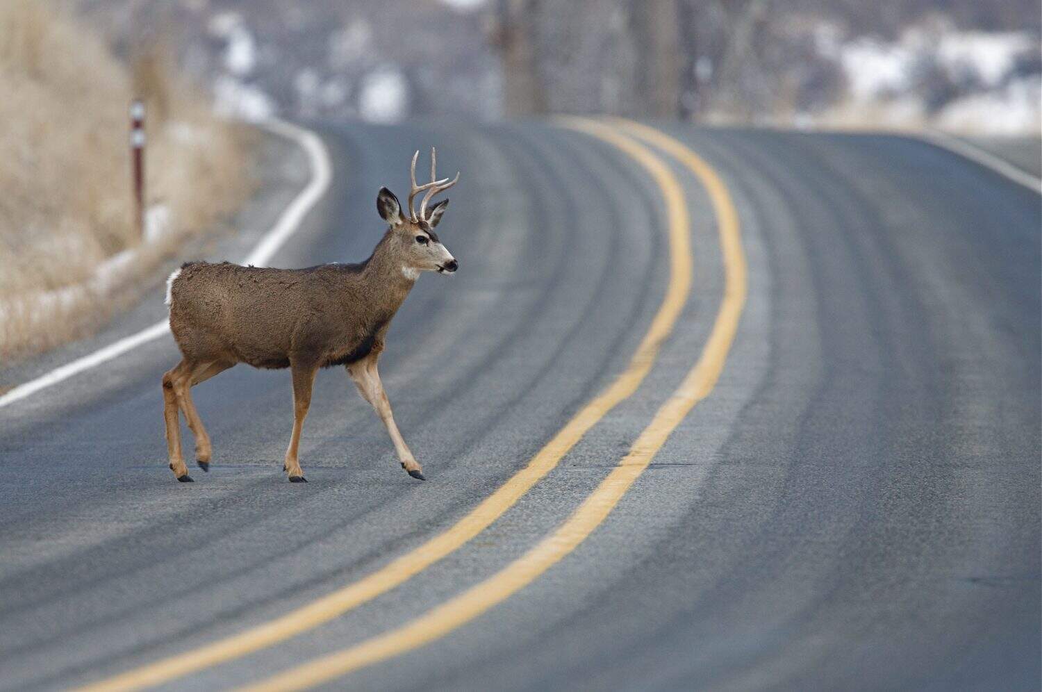 All the Animals That Roam Great Basin National Park - A-Z Animals