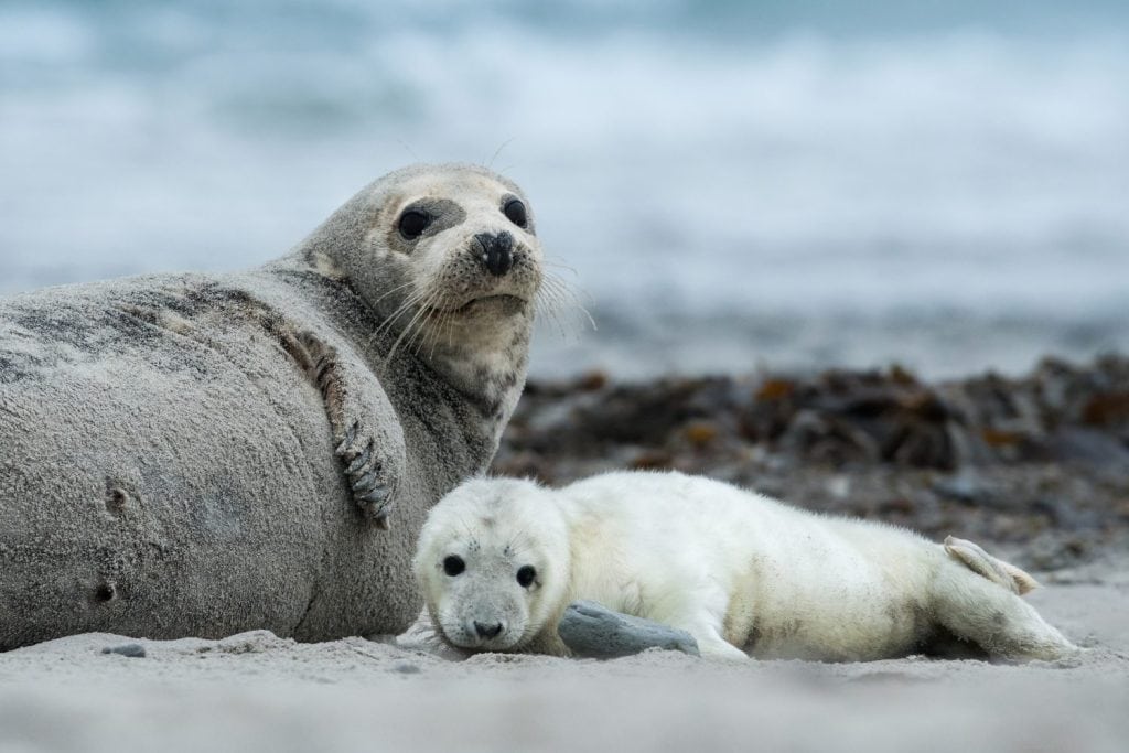 Adorable Seal Pup Gets Hugs, Kisses, and Belly Rubs From Its Loving and ...