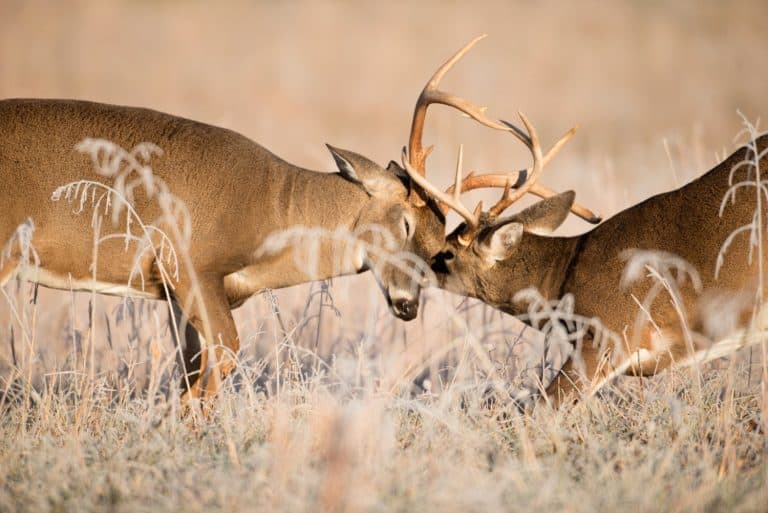 Deer Sounds: 8 Noises They Make and What Each Means - A-Z Animals