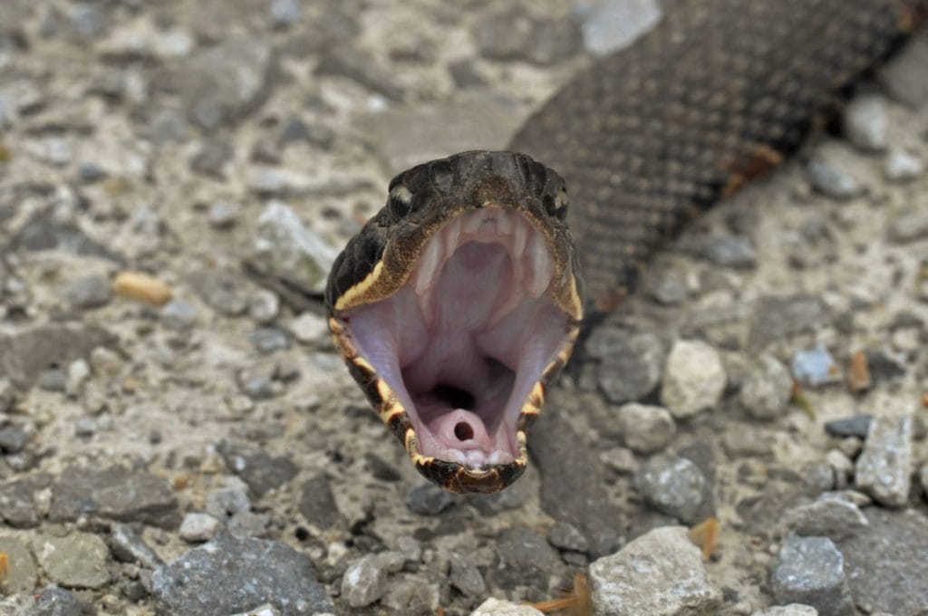 Are Water Moccasins Venomous? The Truth About This Snake - A-Z Animals