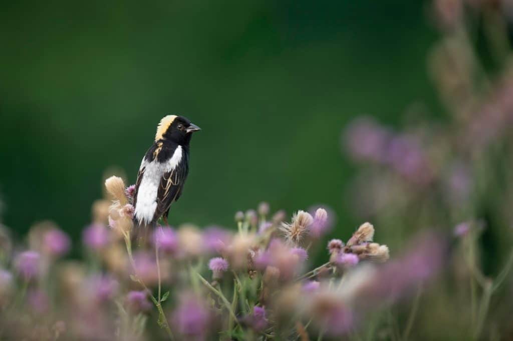 These 15 Birds Look Like Mythical Creatures Brought to Life - A-Z Animals