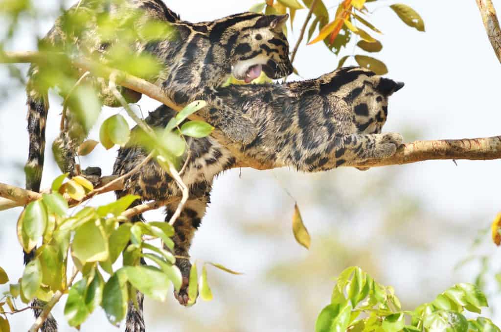 7 Fascinating Facts About Clouded Leopards - A-Z Animals