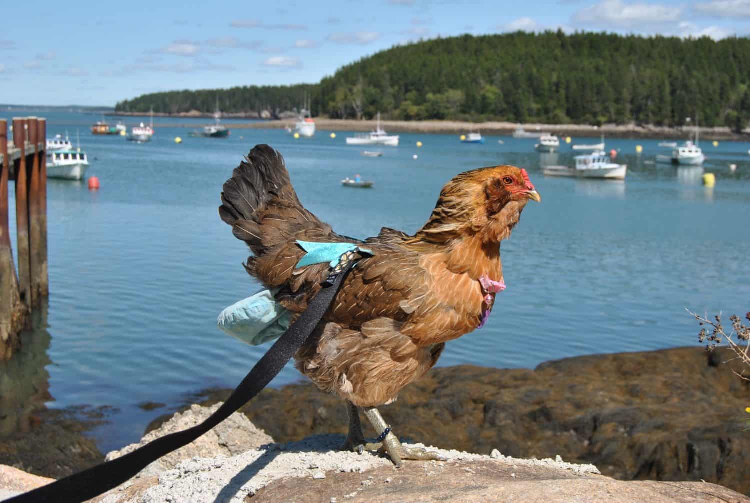 Why Chickens Are Wearing Diapers, Tutus, and Tiny Hats - A-Z Animals