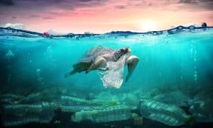 How Plastic Pollution Is Pushing Oceans and Marine Animals Toward ...