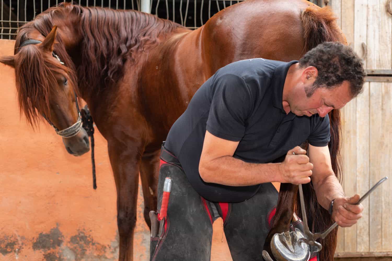 Should Horses Wear Shoes or Go Barefoot? - A-Z Animals