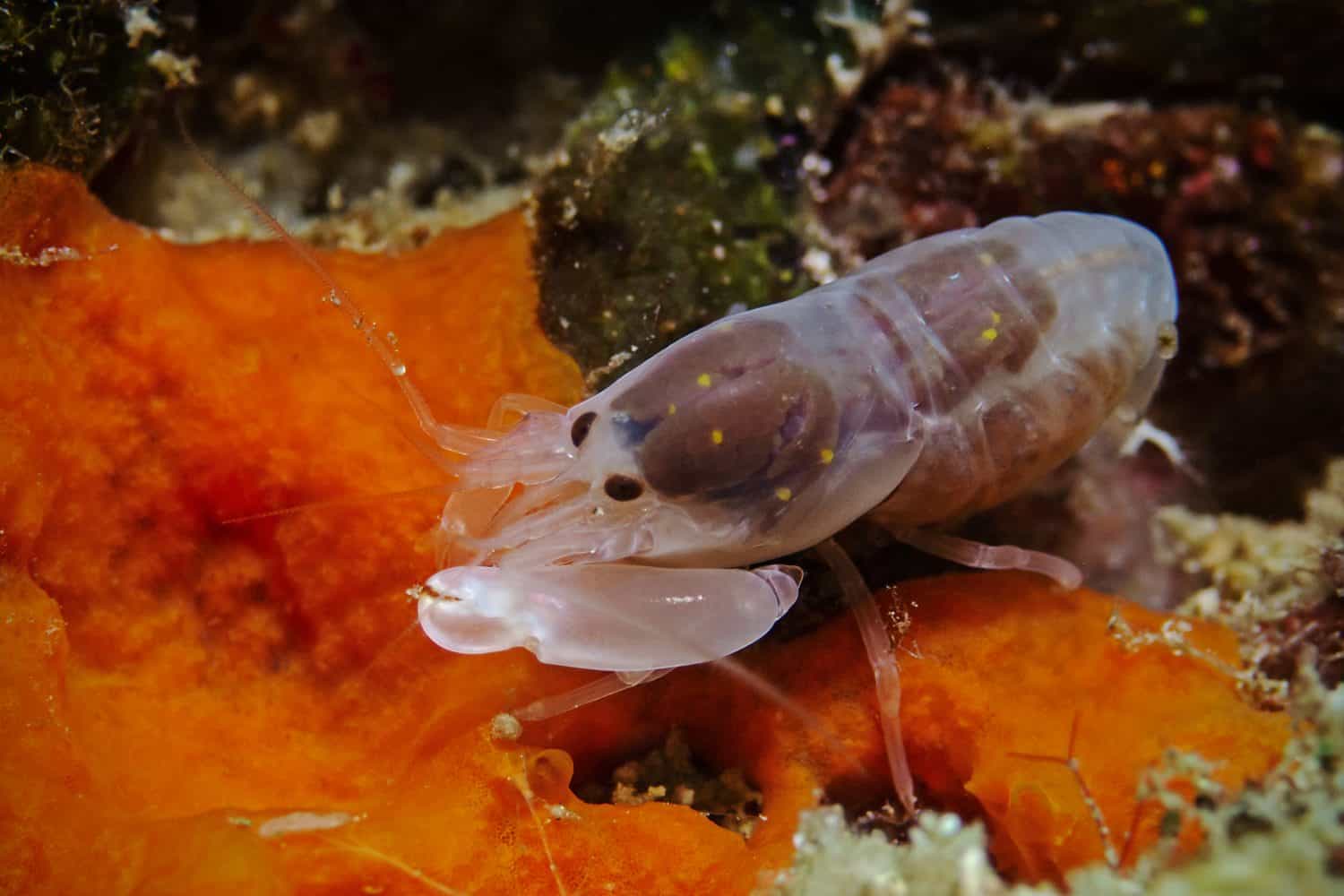 This Tiny Shrimp’s Snap Is One of the Loudest Sounds in the Ocean - A-Z ...