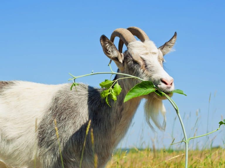 Why Do Goats Scream? - A-Z Animals