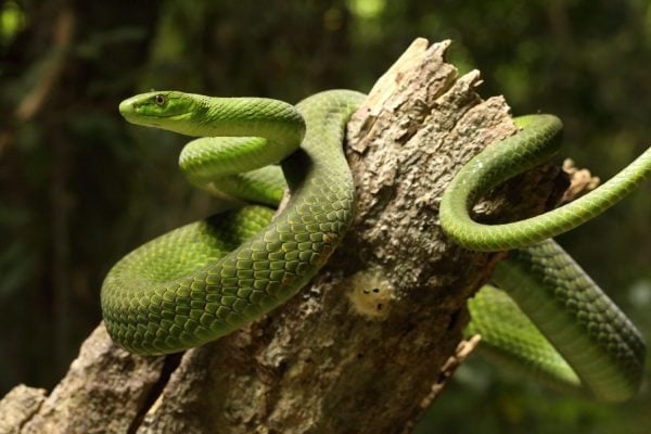 What's the Difference Between a Green Mamba and a Boomslang? - A-Z Animals