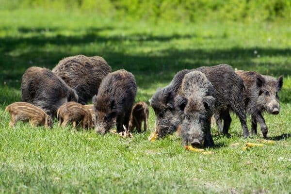 The Largest Wild Hog Ever Harvested in Louisiana Was Twice the Size of ...