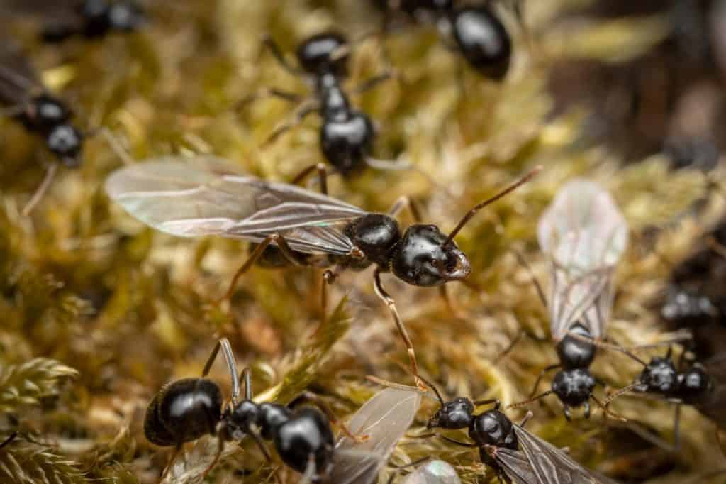 The Surprising Reason Some Ants Can Fly - A-Z Animals