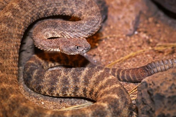 The Most Venomous Rattlesnake in the US Is Surprisingly Hard to Find ...