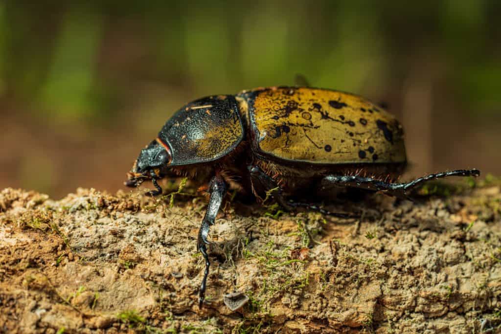The Largest Insects in Alabama and Where They Lurk - A-Z Animals