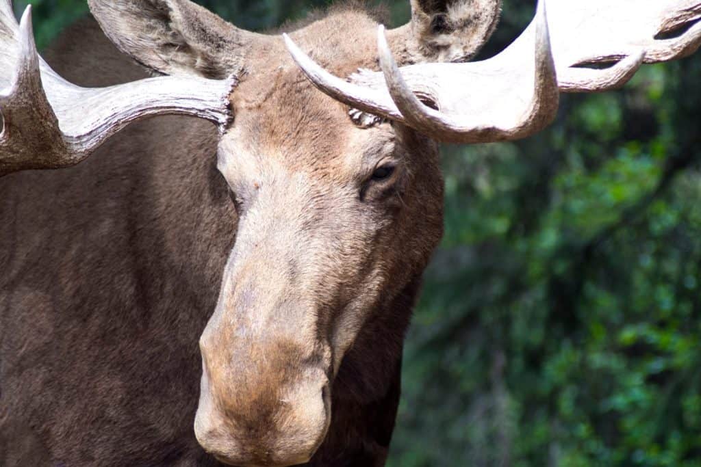 Why Maine's Moose Population Is in Jeopardy - A-Z Animals