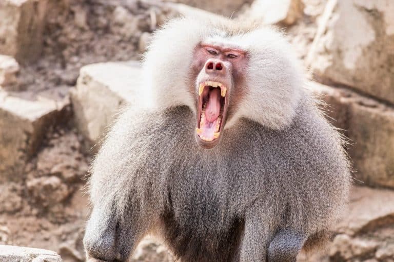 Are Baboons Dangerous Animals? - A-Z Animals