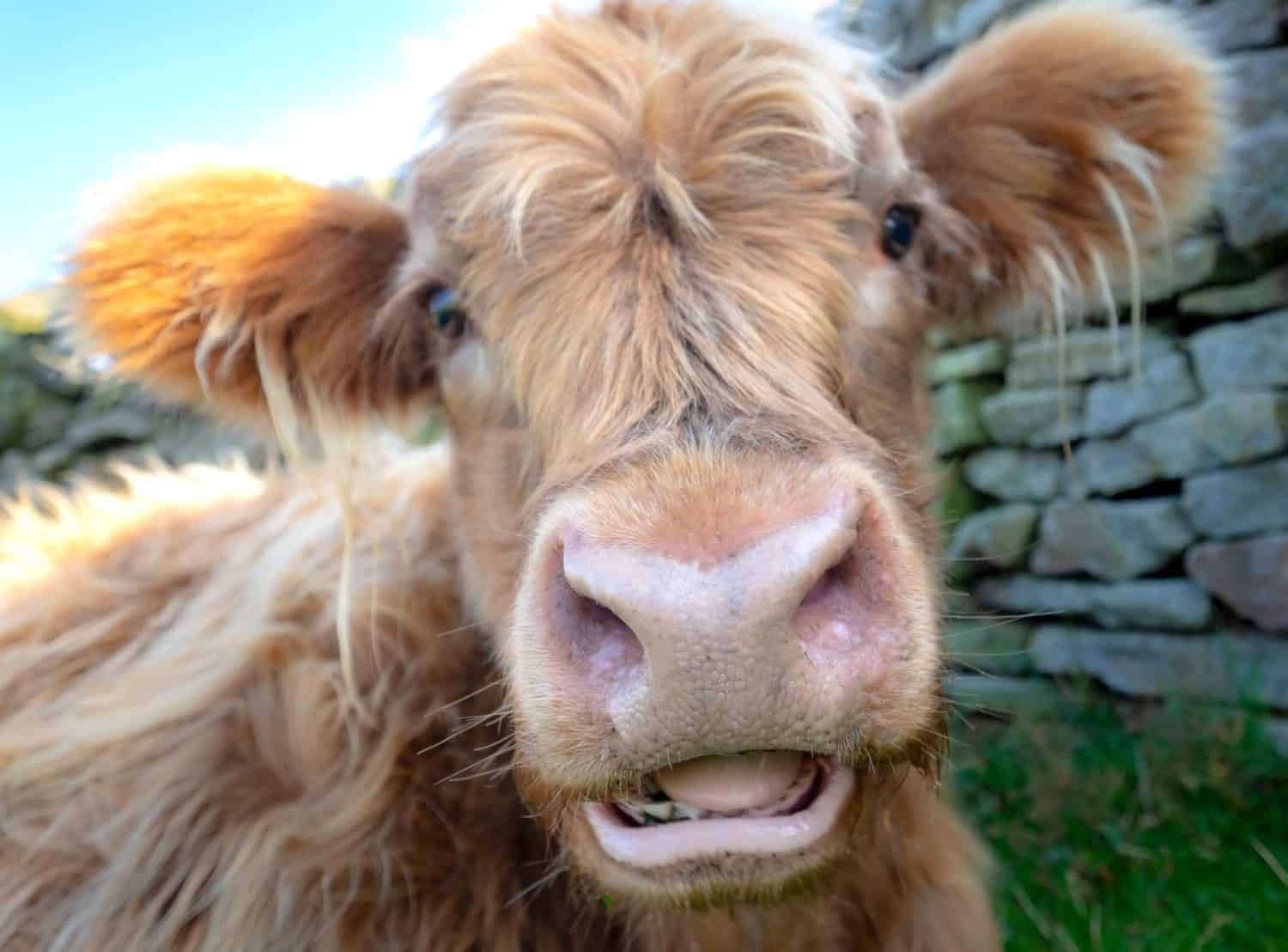 14 Hilarious Animal Habits You Never Knew Had Names - A-Z Animals