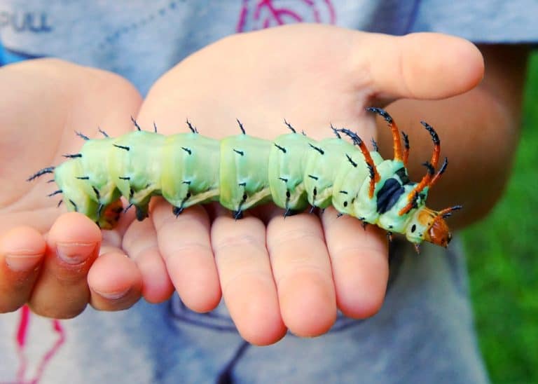 The Largest Insects in Alabama and Where They Lurk - A-Z Animals
