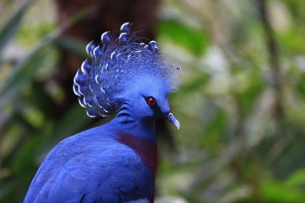 These 15 Birds Look Like Mythical Creatures Brought to Life - A-Z Animals