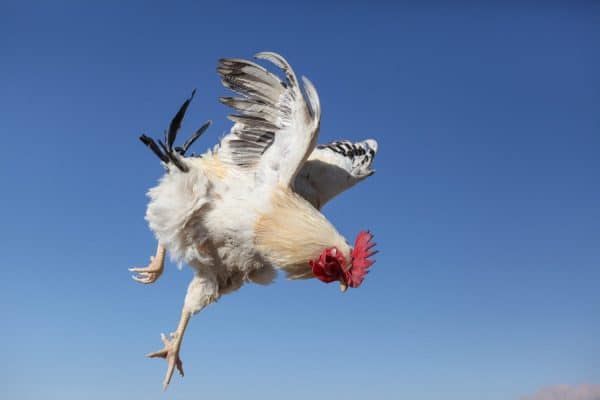 The Most Common Chicken Myths, Debunked - A-Z Animals