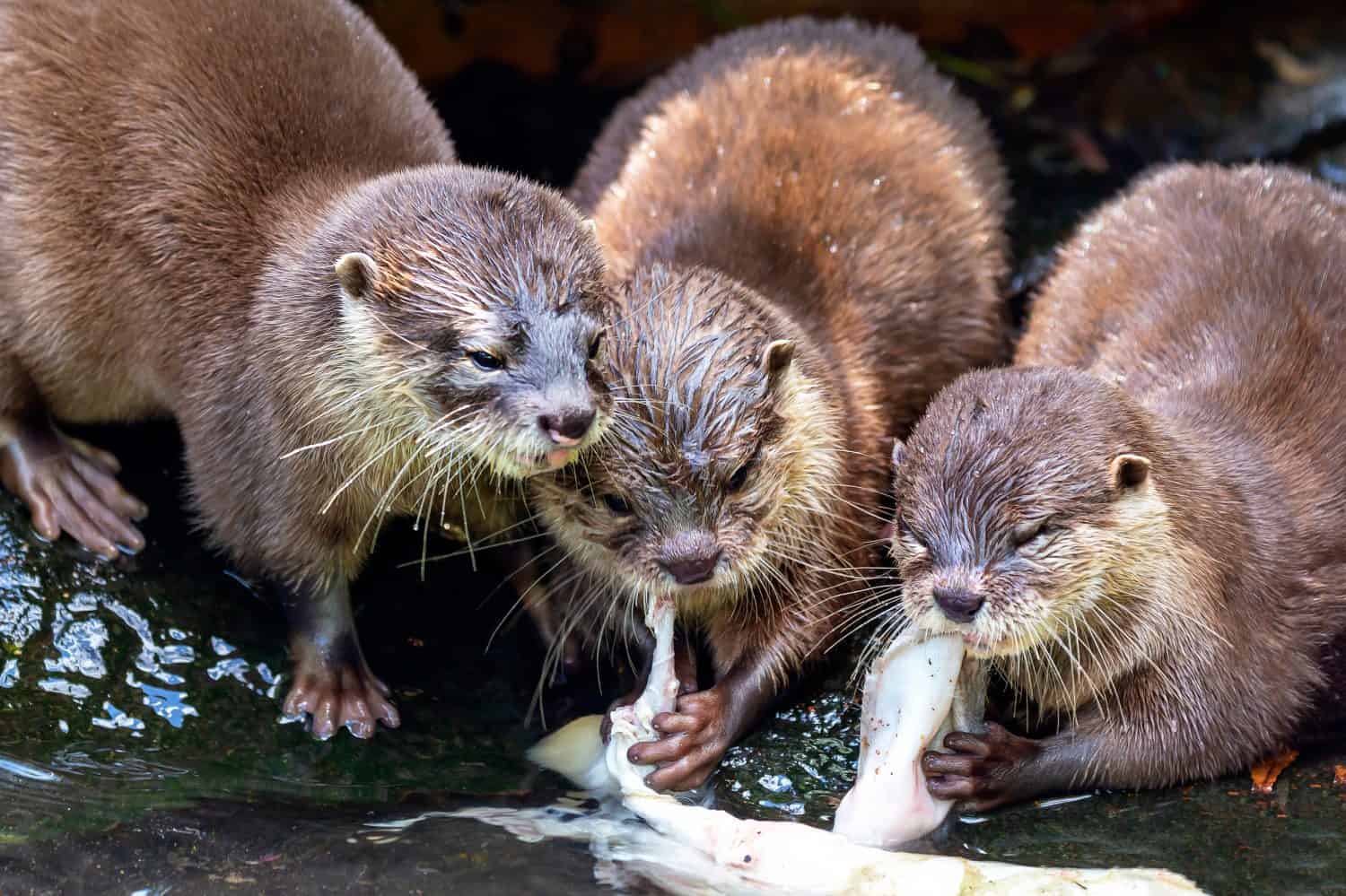 Florida Otters Stand Their Ground Against Alligator - A-Z Animals