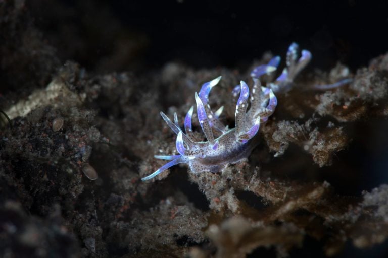 15 Sea Slugs You Won’t Believe Are Real - A-Z Animals
