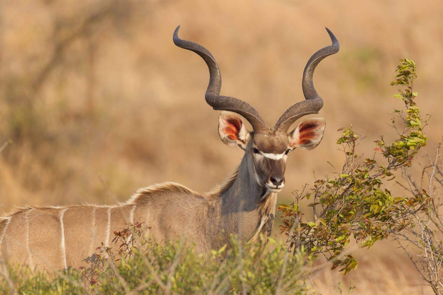Big Horned Animals In Africa