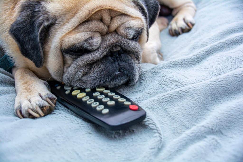 Why Some Dogs Love TV—and Others Ignore It - A-Z Animals