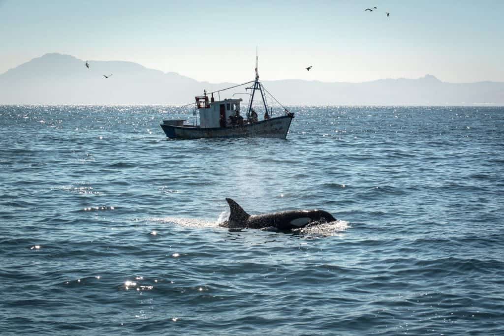 What's Behind the Mysterious Rise in Orca Attacks on Boats - A-Z Animals