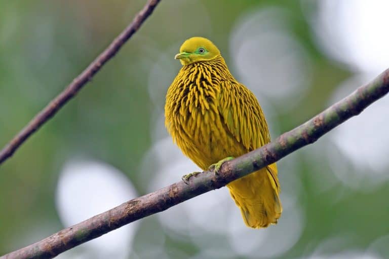 These 15 Birds Look Like Mythical Creatures Brought to Life - A-Z Animals