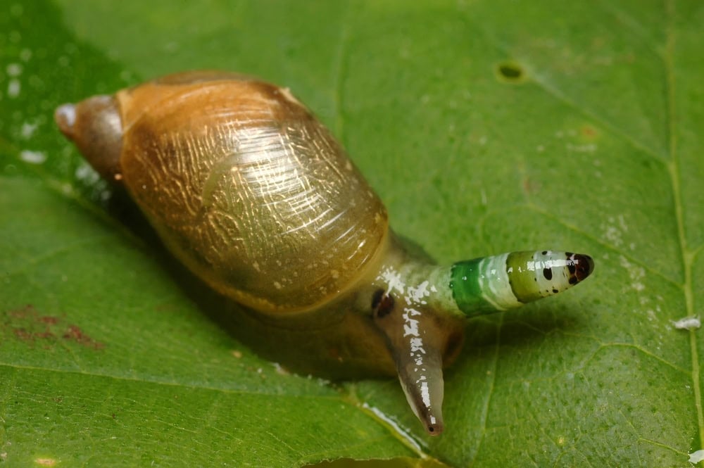 Mind-Controlling Parasite Turns Snails Into Disco Zombies - A-Z Animals
