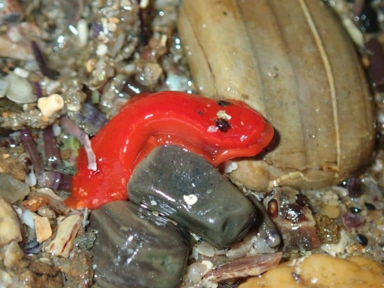 15 Sea Slugs You Won’t Believe Are Real - A-Z Animals