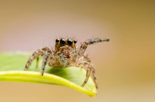 Why Jumping Spiders Have Some of the Sharpest Eyes in Nature - A-Z Animals