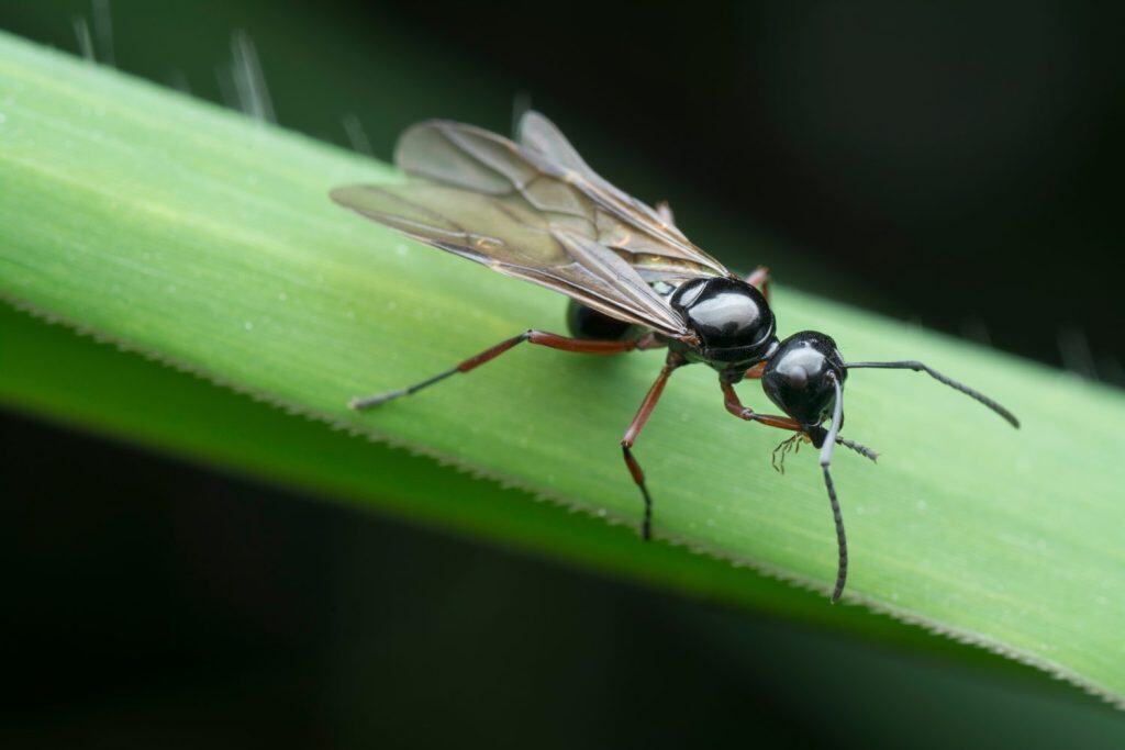 The Surprising Reason Some Ants Can Fly - A-Z Animals