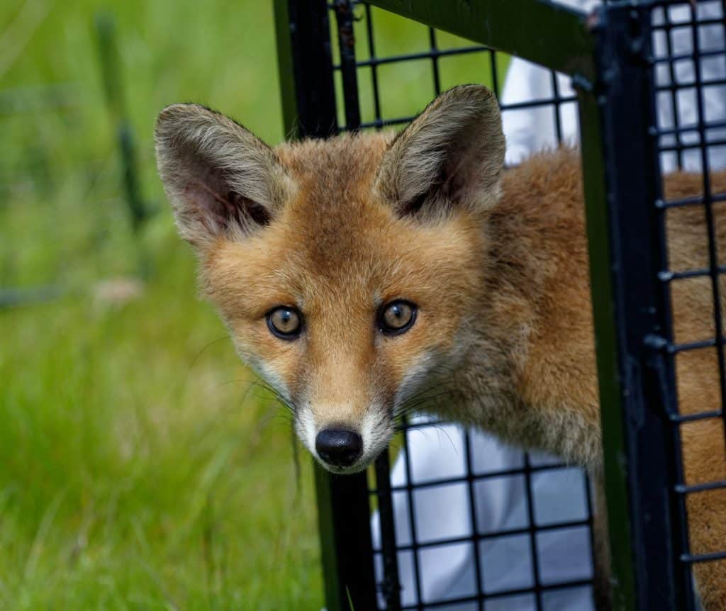 Fox Rescued After Getting Trapped in Backyard Fence - A-Z Animals