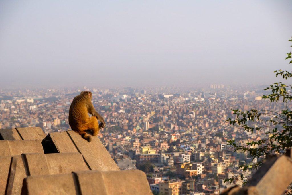 5 Ways Humans Are Unraveling the Web of Life - A-Z Animals