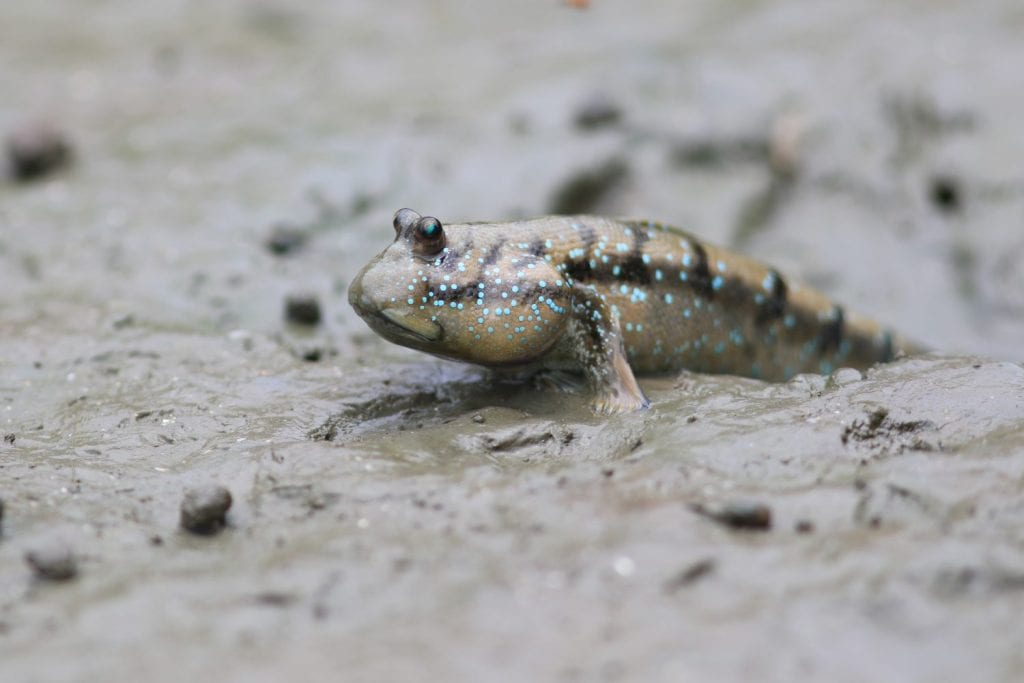 This Fish Walks on Land and Breathes Through Its Skin - A-Z Animals