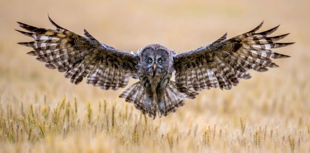 How the Great Grey Owl Hunts Prey Beneath Deep Snow Without a Sound - A ...