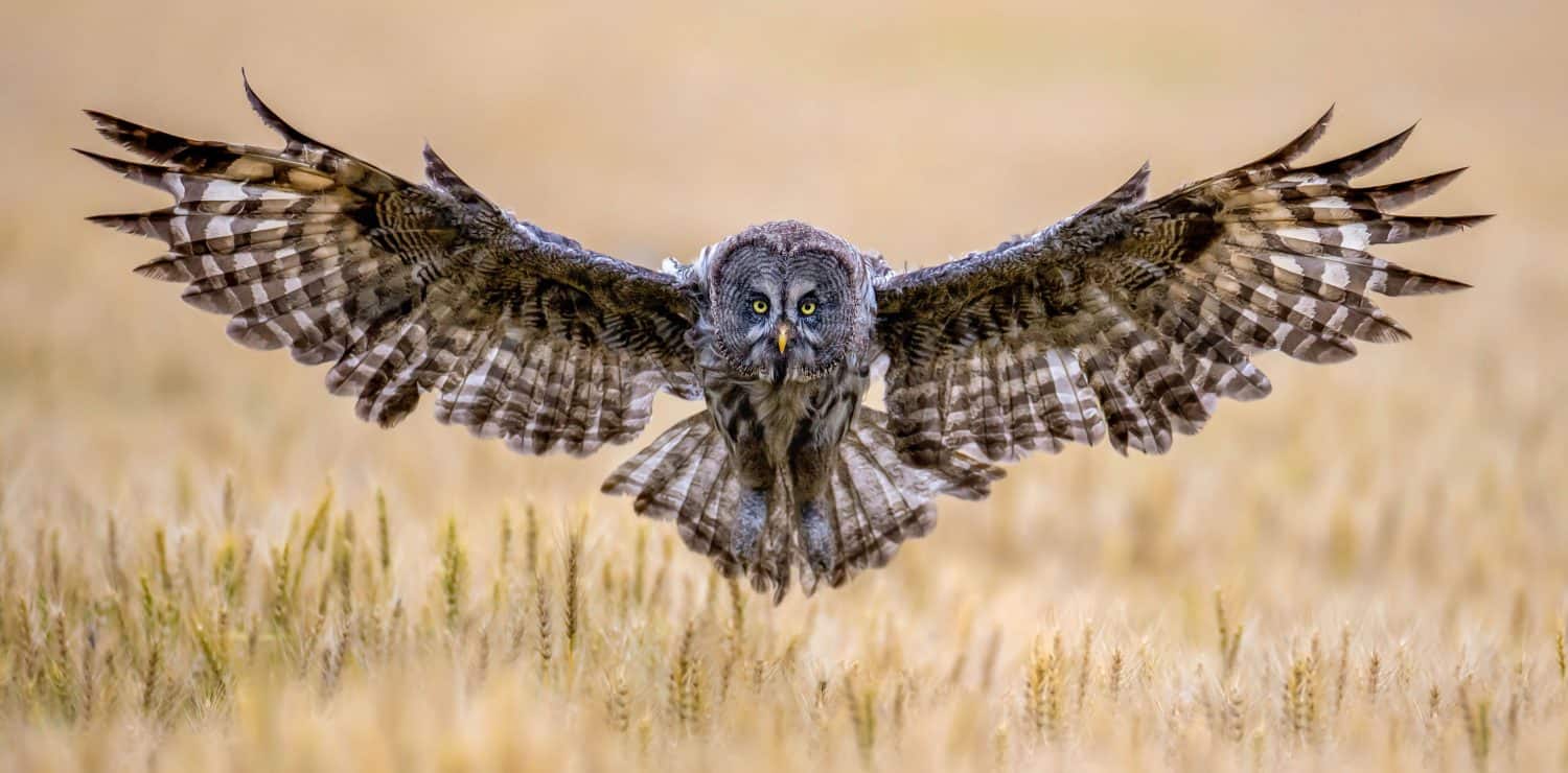 Why Owl Eyes Are Tubes and Not Balls Like Ours - A-Z Animals