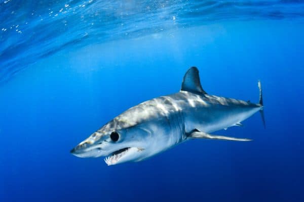 Rare Black Mako Shark Spotted Again Off Southern California - A-Z Animals