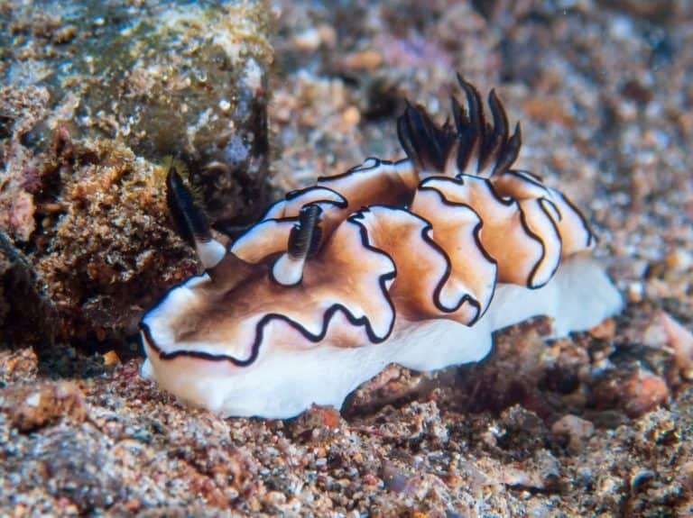 15 Sea Slugs You Won’t Believe Are Real - A-Z Animals