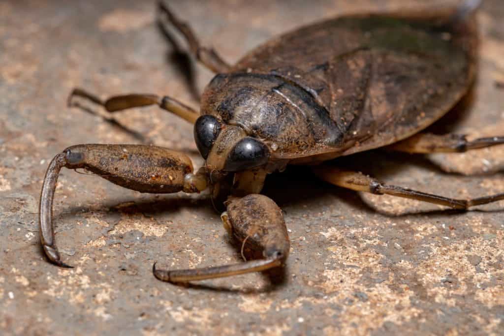 The Largest Insects in Alabama and Where They Lurk - A-Z Animals