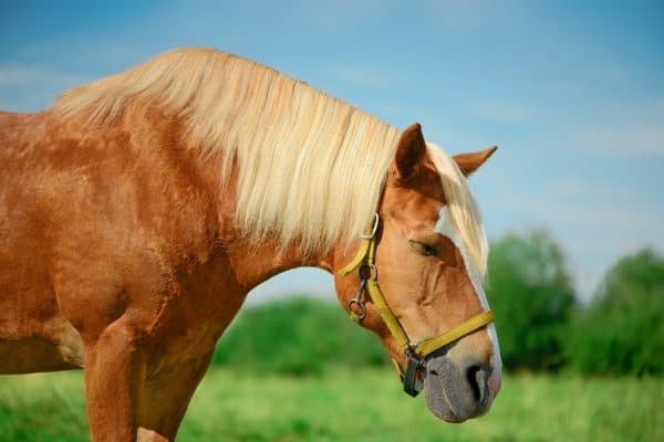 Philadelphia Just Banned Horse-Drawn Carriages for Good - A-Z Animals