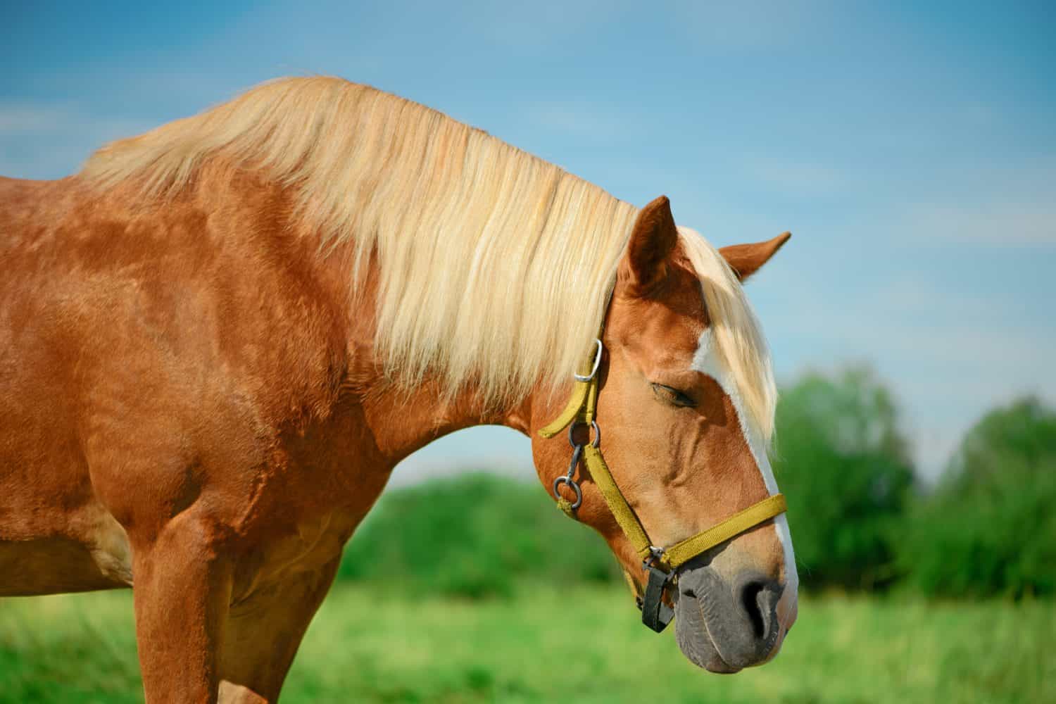 The Unique Ways That Animals See the World - A-Z Animals