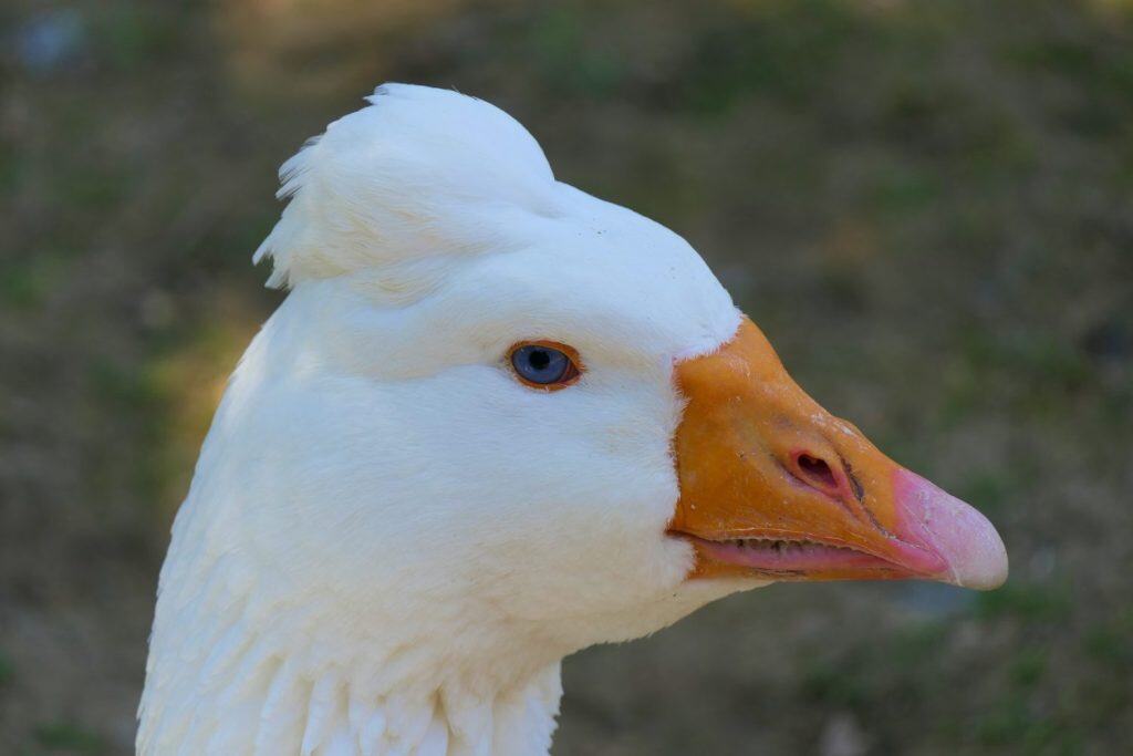 Why Geese Make Surprisingly Good Guard Animals - A-Z Animals