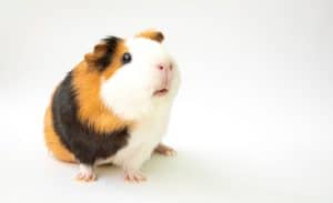 14 Hilarious Animal Habits You Never Knew Had Names - A-Z Animals